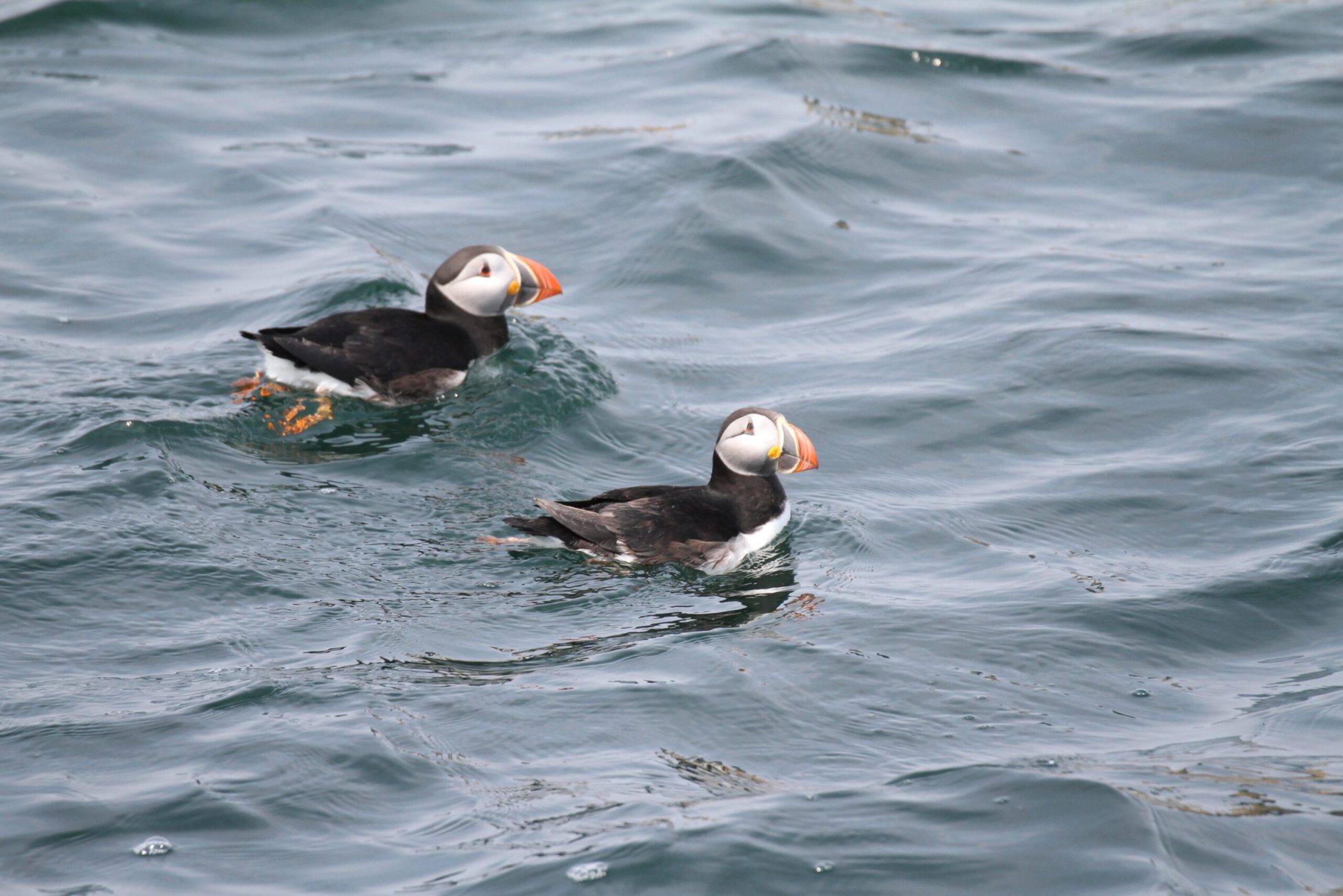 Puffin Lighthouse Cruise | Bar Harbor Whale Watch Co.