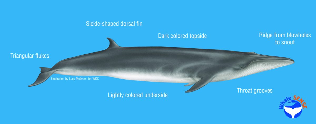 Marine Species Information | Bar Harbor Whale Watch Co.