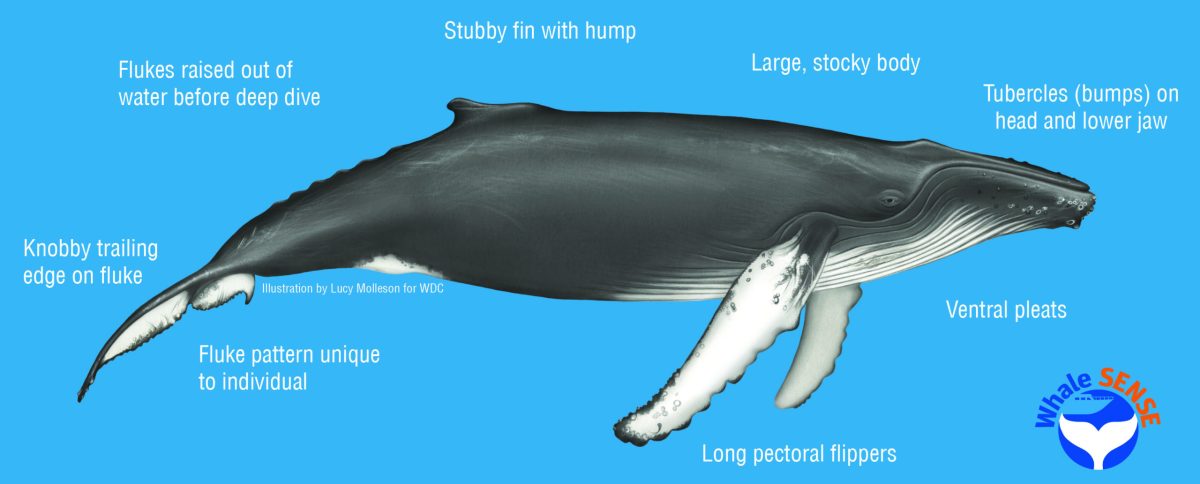 Marine Species Information | Bar Harbor Whale Watch Co.