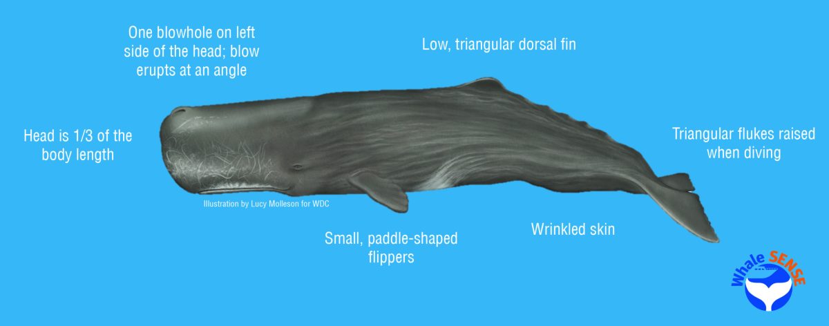 Marine Species Information | Bar Harbor Whale Watch Co.