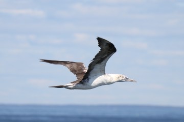 Downeast Offshore Seabird, 4-Remote Lighthouse Stations, All Day Cruise ...